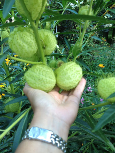 PG-13 plant touching | The Impatient Gardener