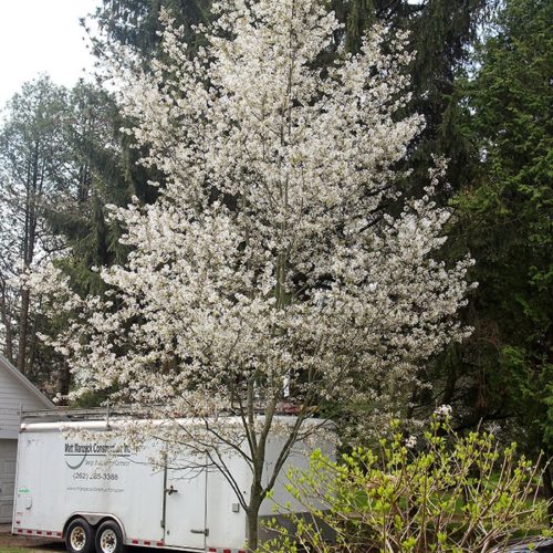 HOW TO CHOOSE A MEMORIAL TREE | The Impatient Gardener