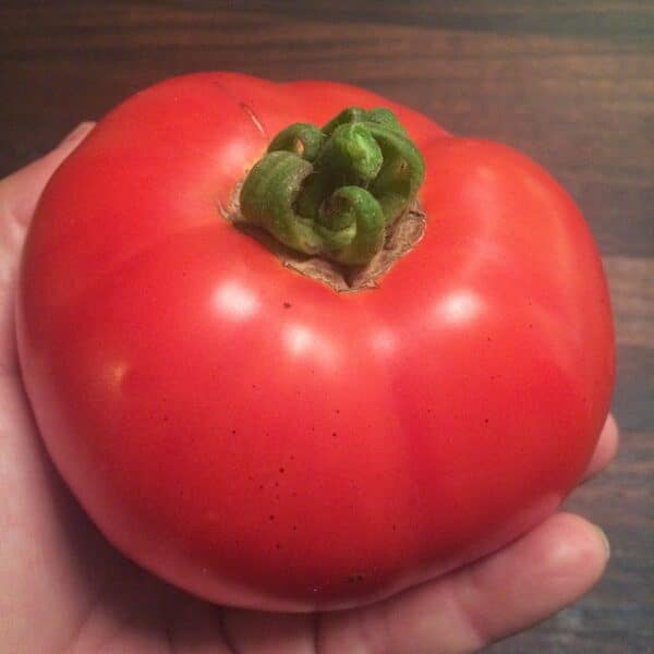 Late season garden rescue: To salvage or call it a year? | The ...