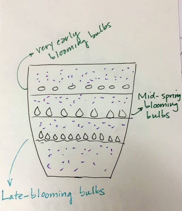 PLANTING A LAYERED BULB CONTAINER FOR SPRING | The Impatient Gardener