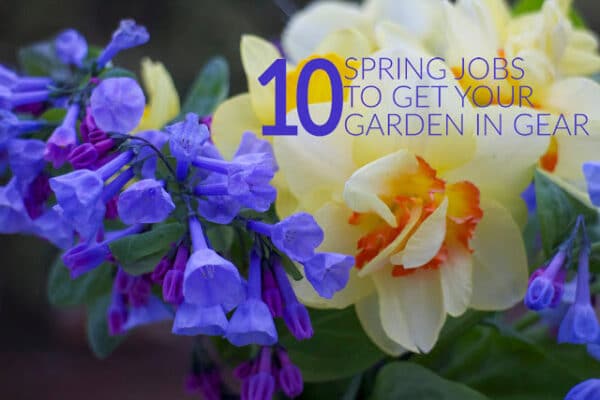 10 SPRING JOBS TO GET YOUR GARDEN IN GEAR | The Impatient Gardener