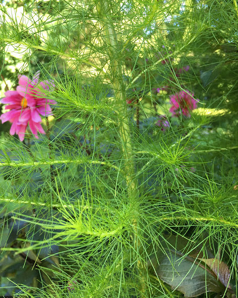 Four Plants I Ll Probably Never Plant Again The Impatient Gardener