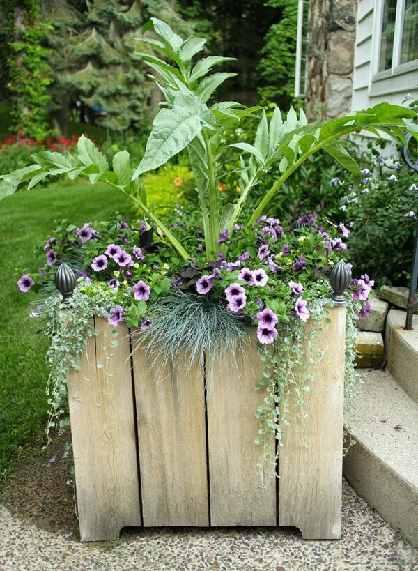 5 tips to grow in containers like a pro | The Impatient Gardener