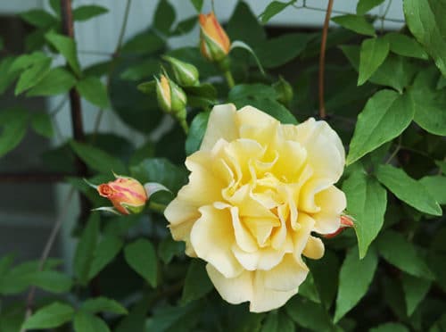 Winter care for roses in cold climates | The Impatient Gardener