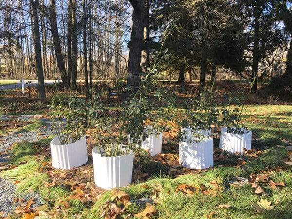 Winter care for roses in cold climates | The Impatient Gardener