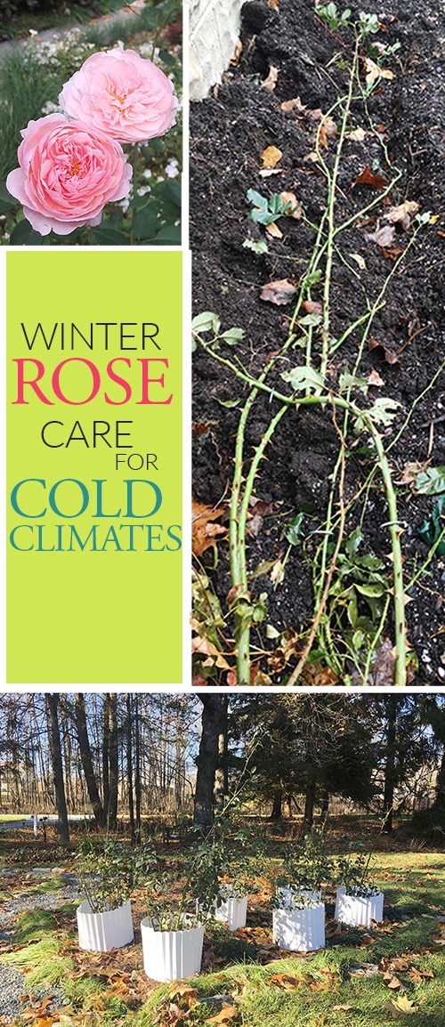 Winter care for roses in cold climates | The Impatient Gardener