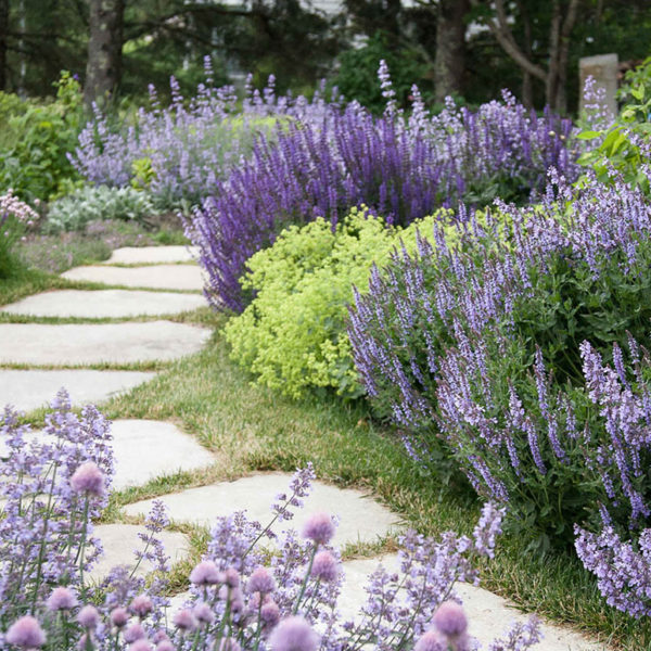 Four Plants I Ll Probably Never Plant Again The Impatient Gardener