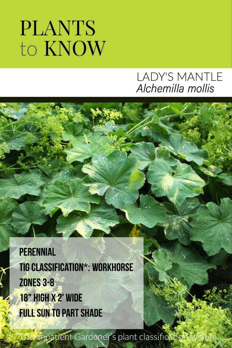 Plant to know: Lady's mantle | The Impatient Gardener
