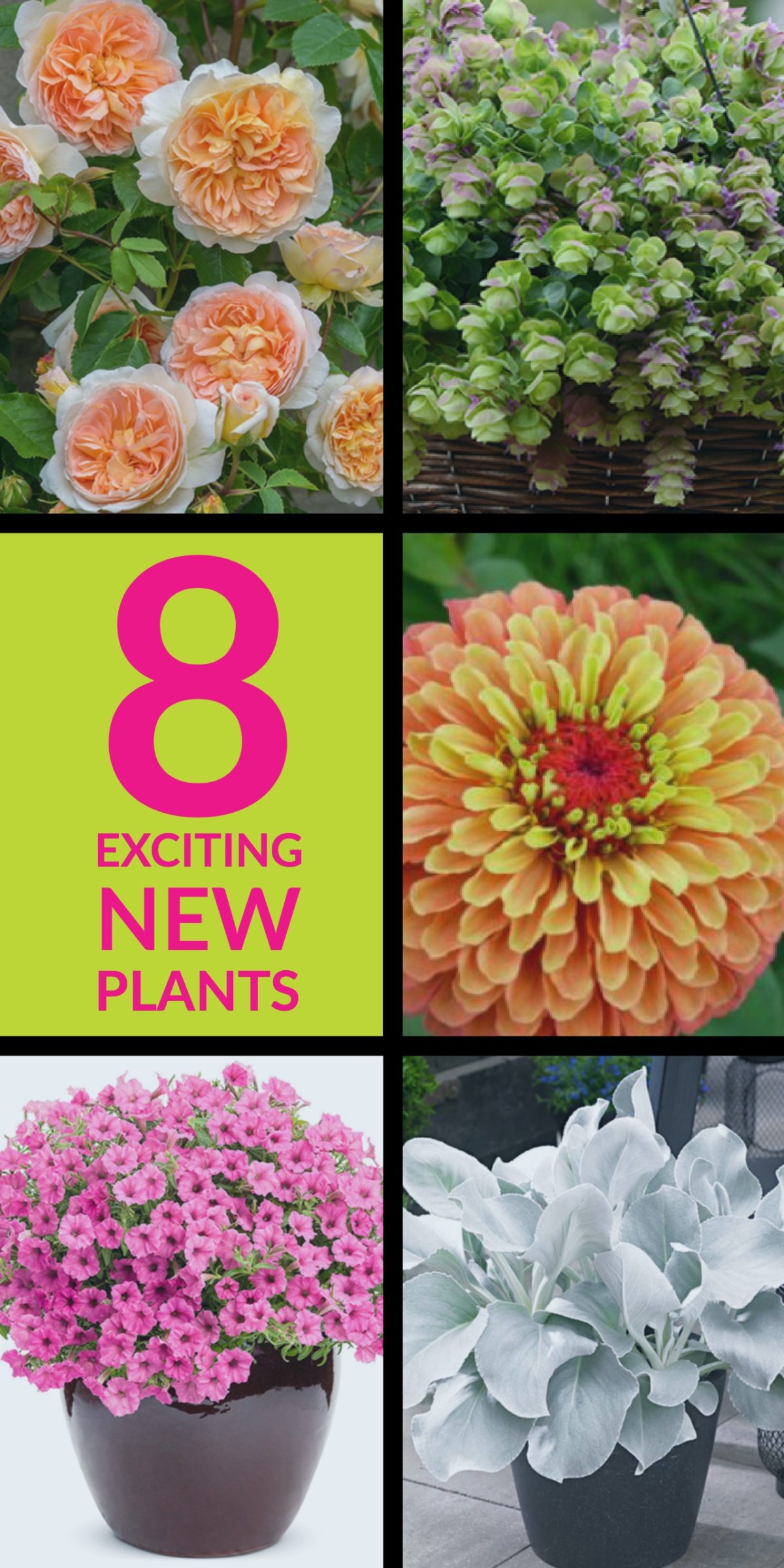 8 new plants to get excited about | The Impatient Gardener