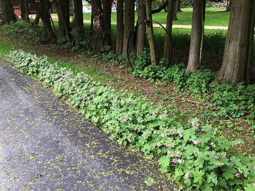 Plant to know: Geranium macrorrhizum | The Impatient Gardener