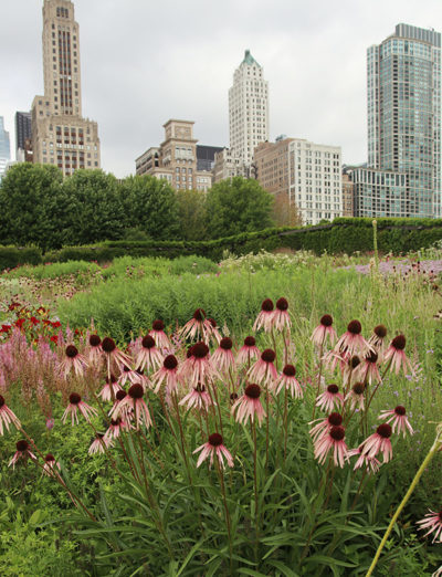 High summer inspiration at the Lurie Garden | The Impatient Gardener