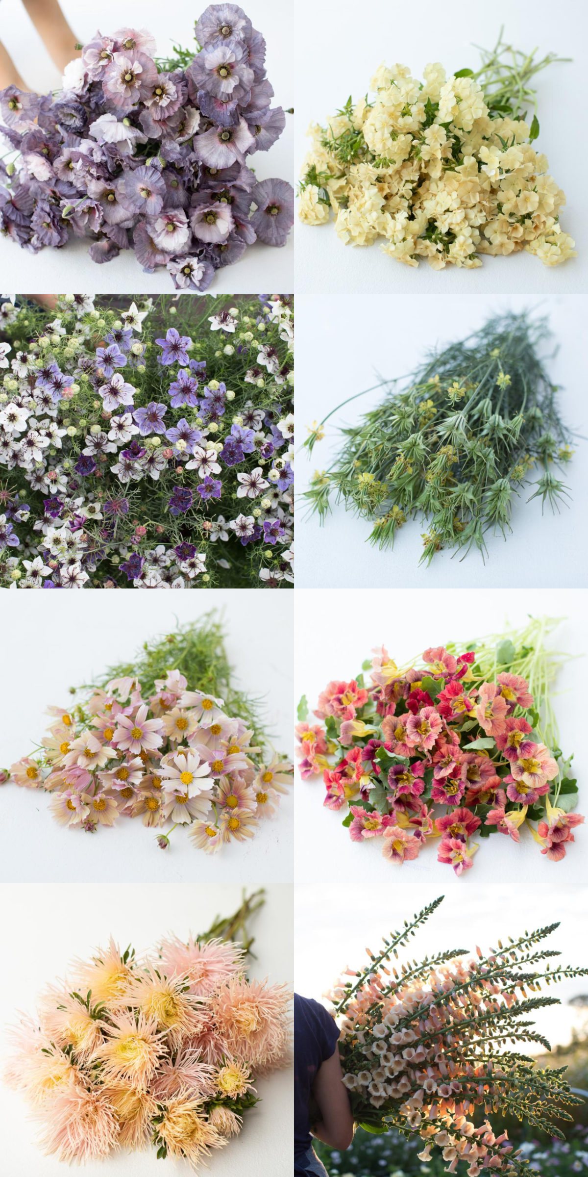 Kicking off seed-buying season with Floret | The Impatient Gardener