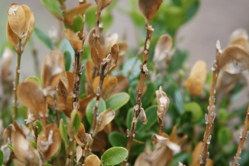 The blight that may be threatening your boxwoods | The Impatient Gardener