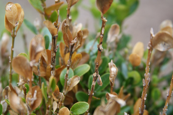 The blight that may be threatening your boxwoods | The Impatient Gardener