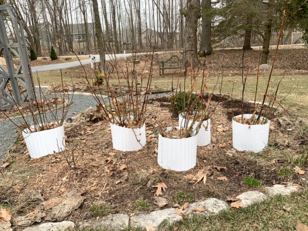 Garden check-in: Slowly getting on with spring | The Impatient Gardener