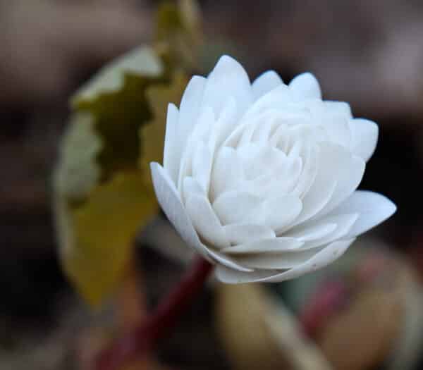 The garden that Mother Nature manages | The Impatient Gardener
