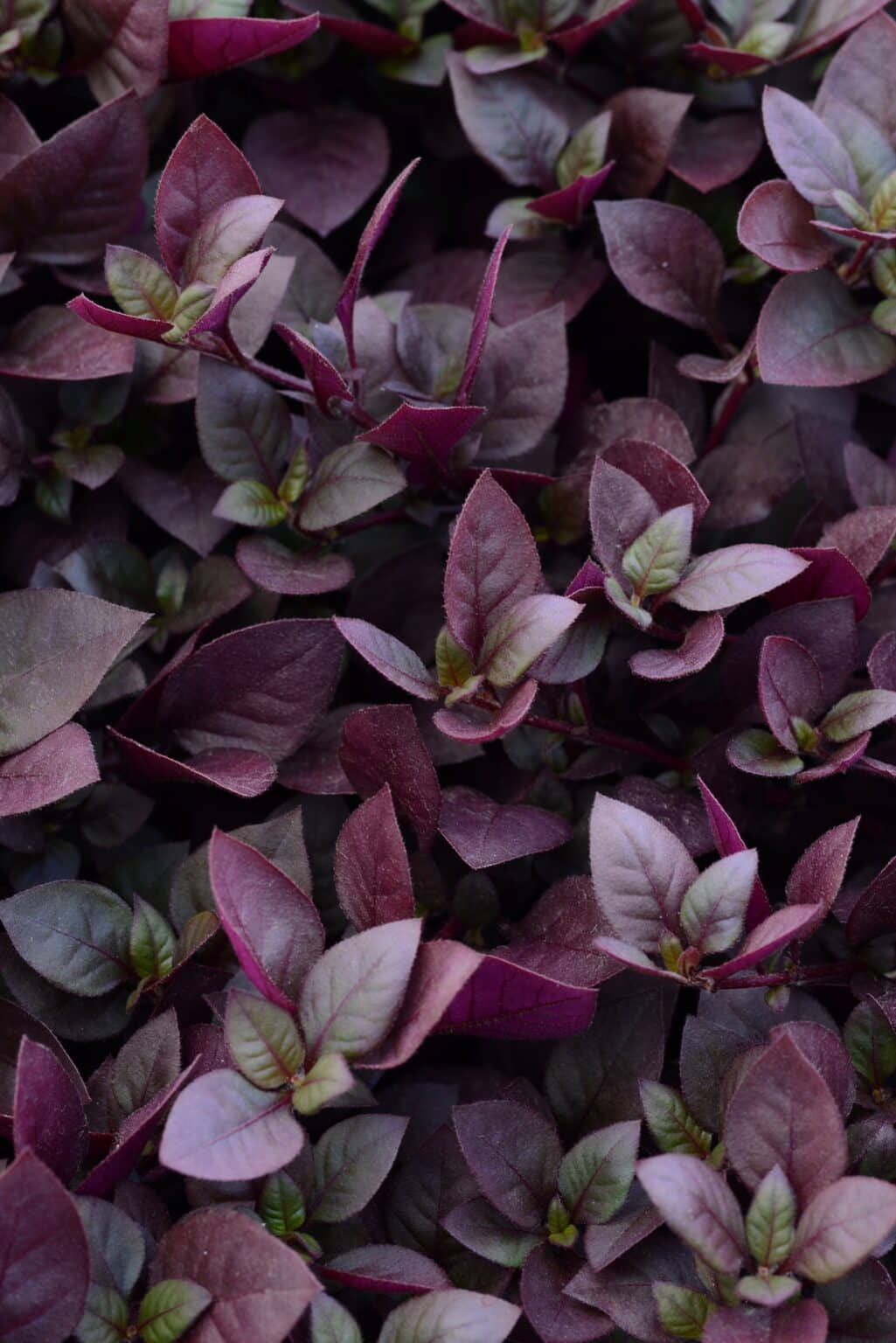 Pretty in purple: Gorgeous foliage to add dimension in the garden | The ...
