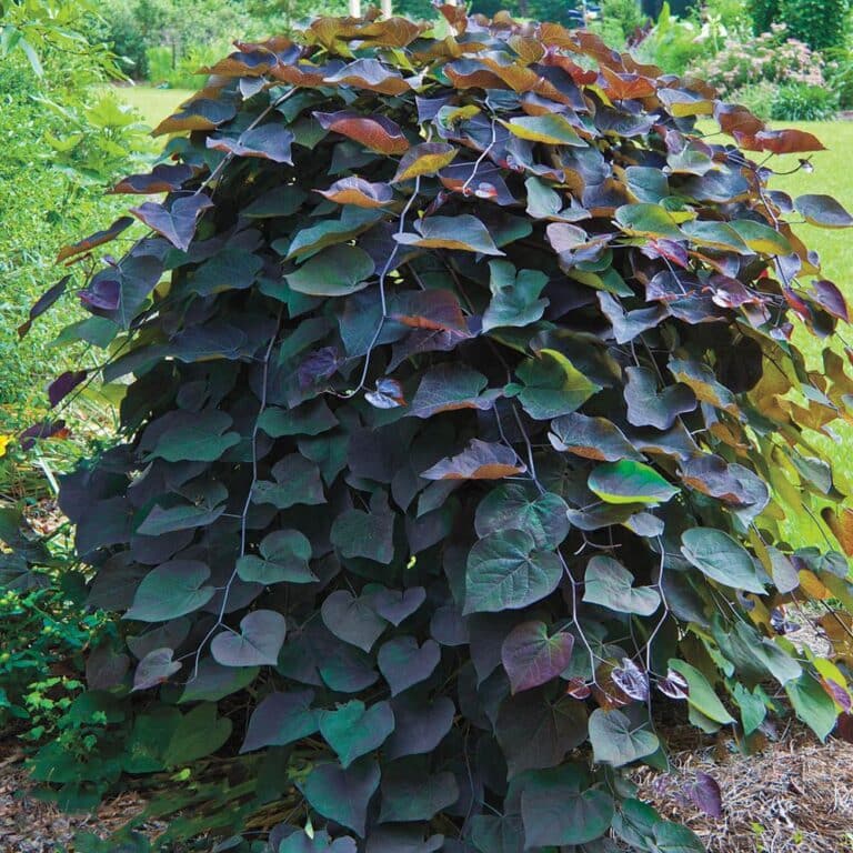 Pretty in purple: Gorgeous foliage to add dimension in the garden | The ...