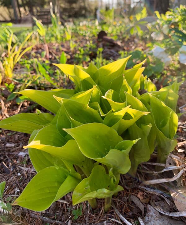 The garden that Mother Nature manages | The Impatient Gardener