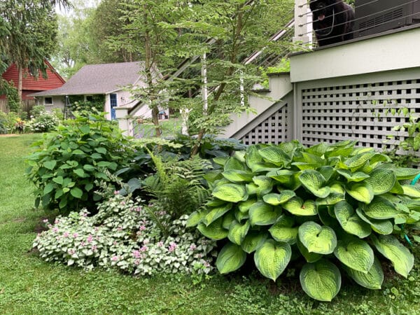 A great year for hostas (and slugs) | The Impatient Gardener