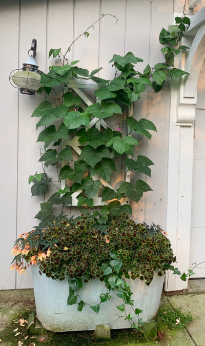 Beautiful, ever-practical and amazing annual vines | The Impatient Gardener