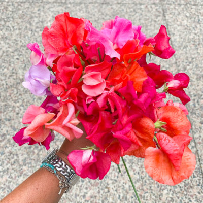 Beautiful, ever-practical and amazing annual vines | The Impatient Gardener