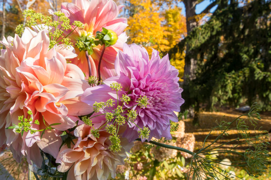 Looking for fall color in unusual places | The Impatient Gardener