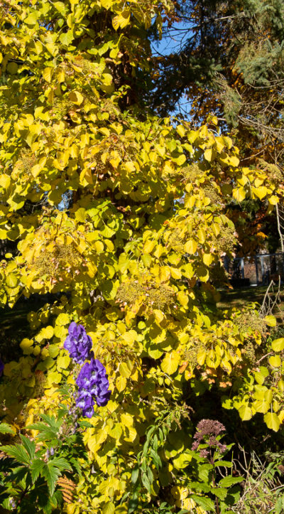 Looking for fall color in unusual places | The Impatient Gardener