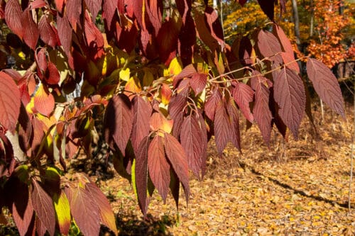 Looking for fall color in unusual places | The Impatient Gardener