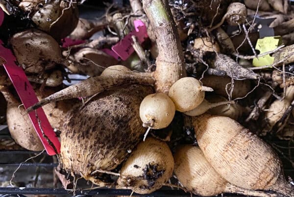 What would you do to save a plant? | The Impatient Gardener