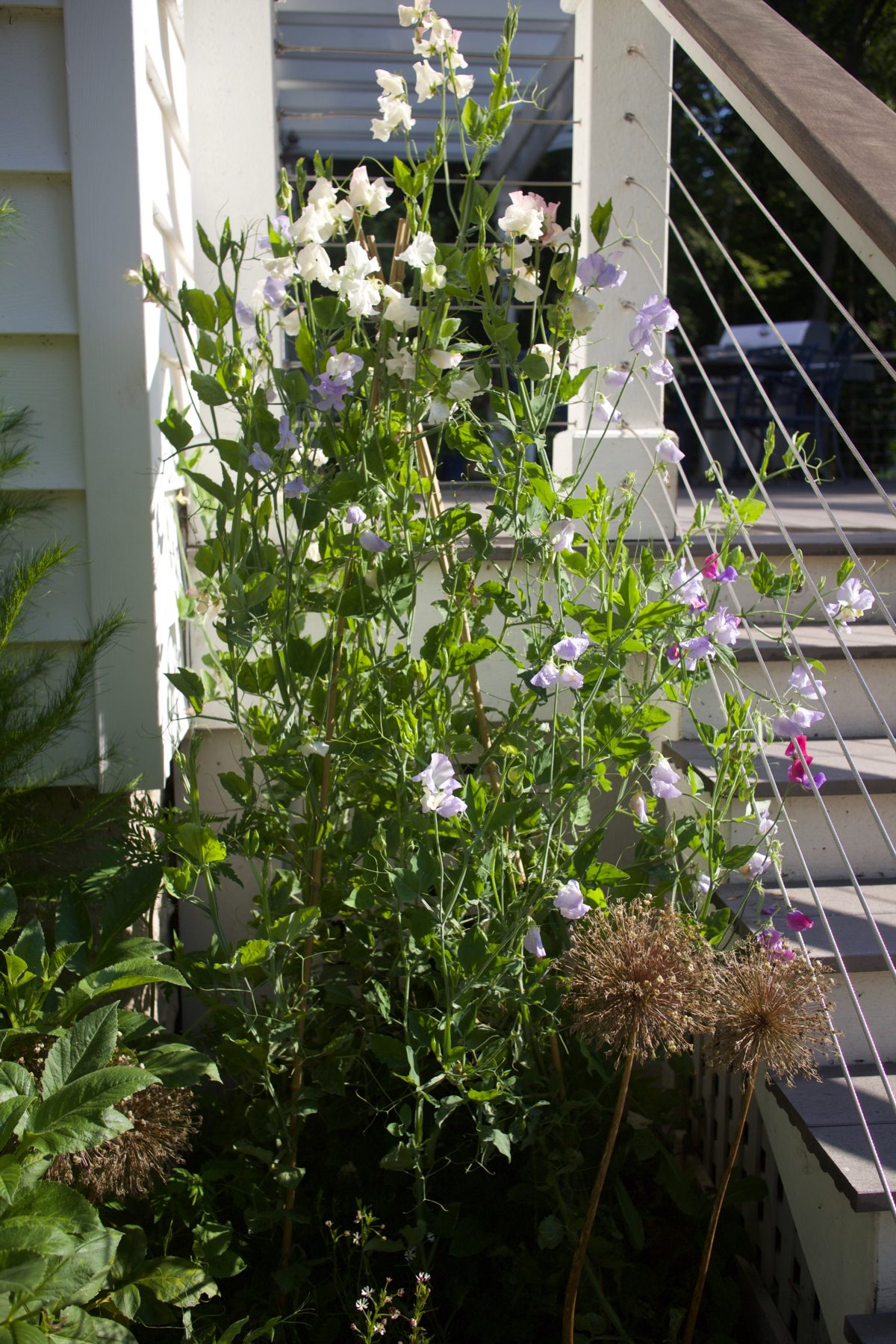 Beautiful, ever-practical and amazing annual vines | The Impatient Gardener