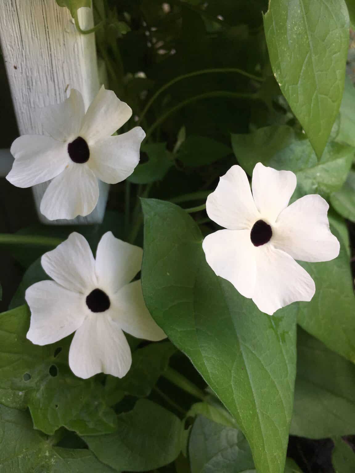 Beautiful, ever-practical and amazing annual vines | The Impatient Gardener