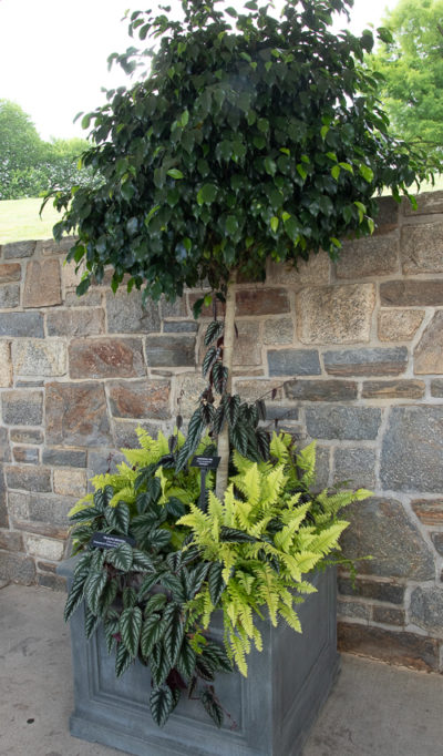 Beautiful, ever-practical and amazing annual vines | The Impatient Gardener