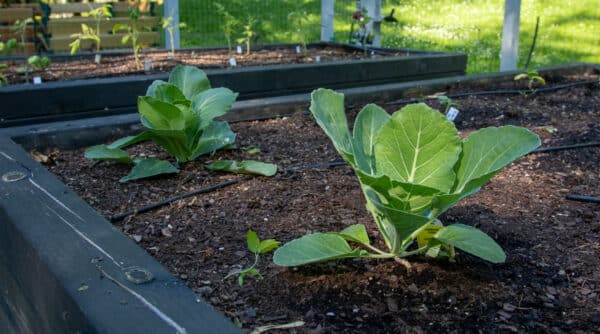 Solving common garden problems, from pests to weeds | The Impatient ...