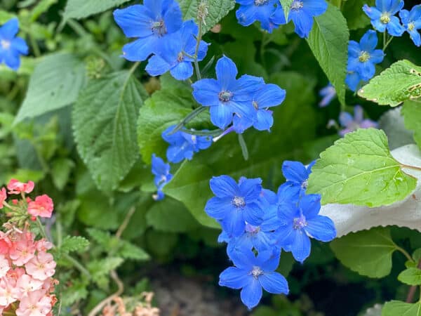 The best (and worst) new seed-grown annuals | The Impatient Gardener