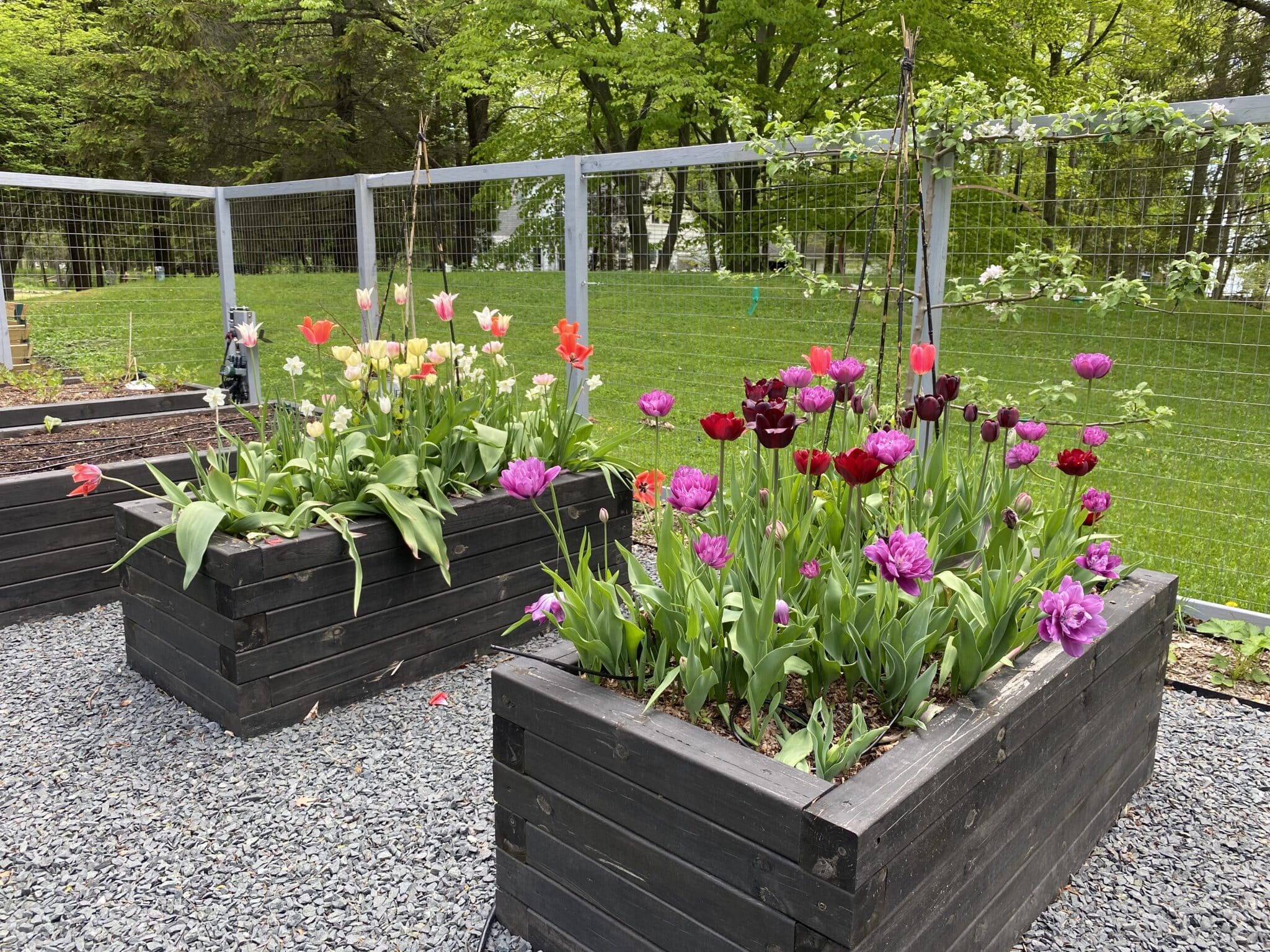 Learning new trick with a bulb plan | The Impatient Gardener