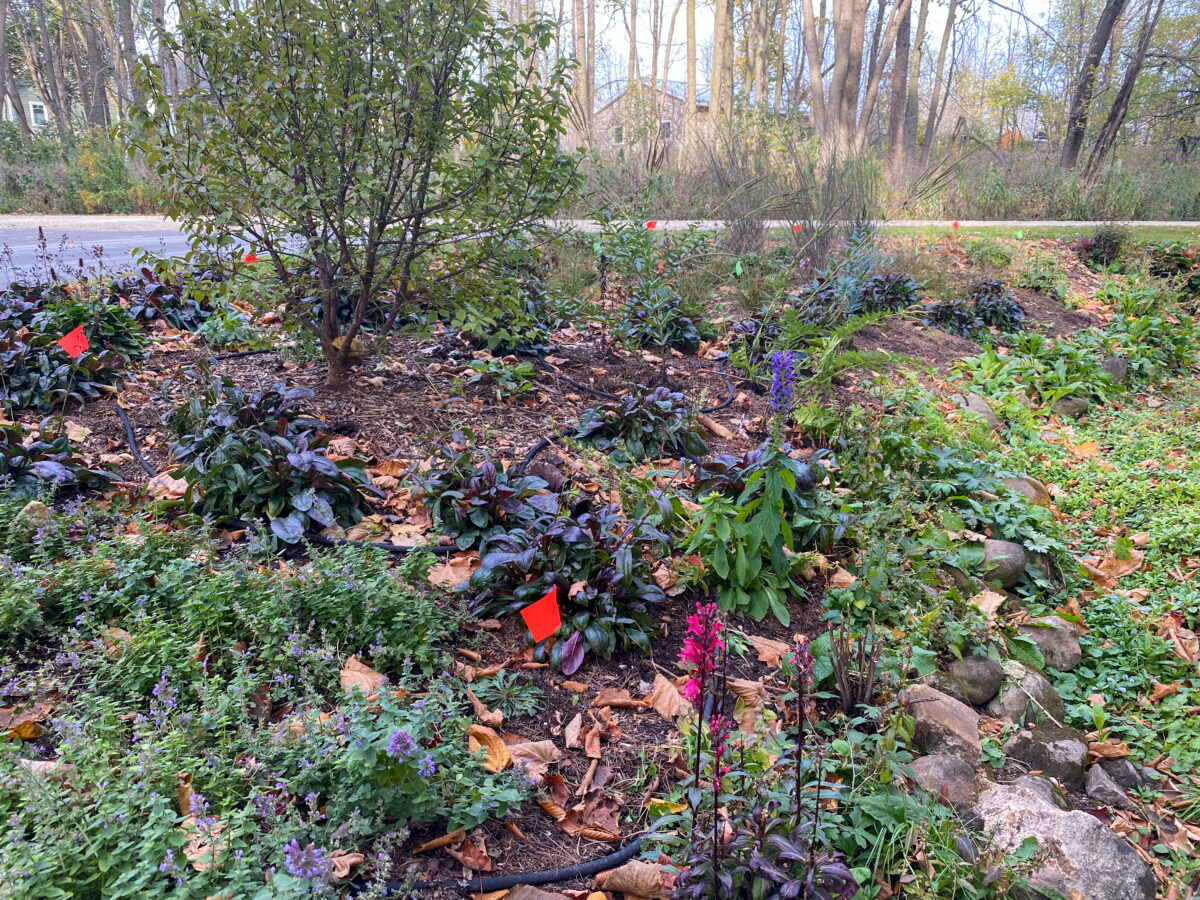 Learning new trick with a bulb plan | The Impatient Gardener