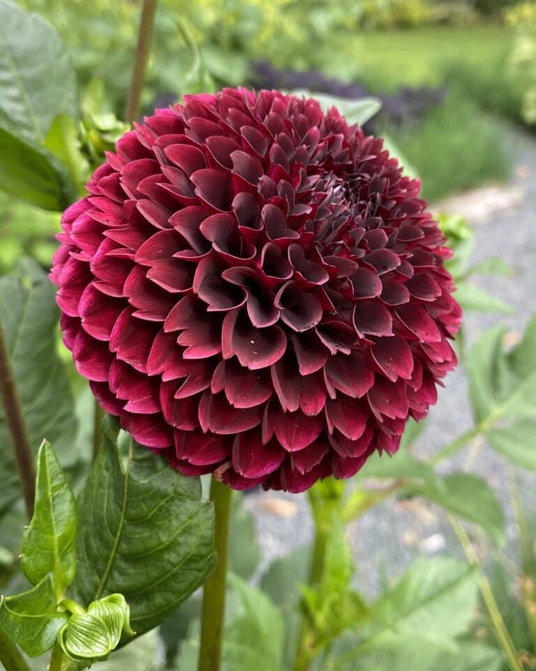 The dahlias you need for however you're growing | The Impatient Gardener