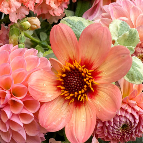 How to select the right dahlias for your garden | The Impatient Gardener