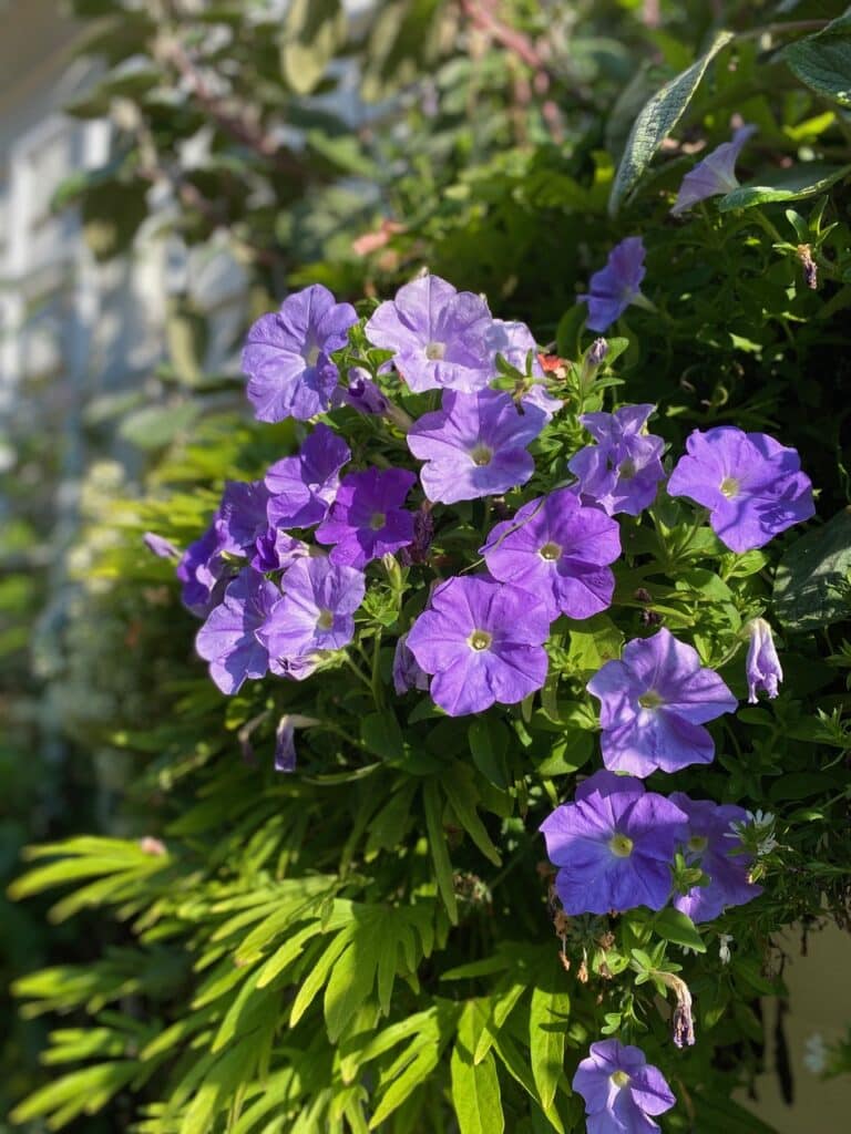 The all-purpose annual that carries the garden | The Impatient Gardener