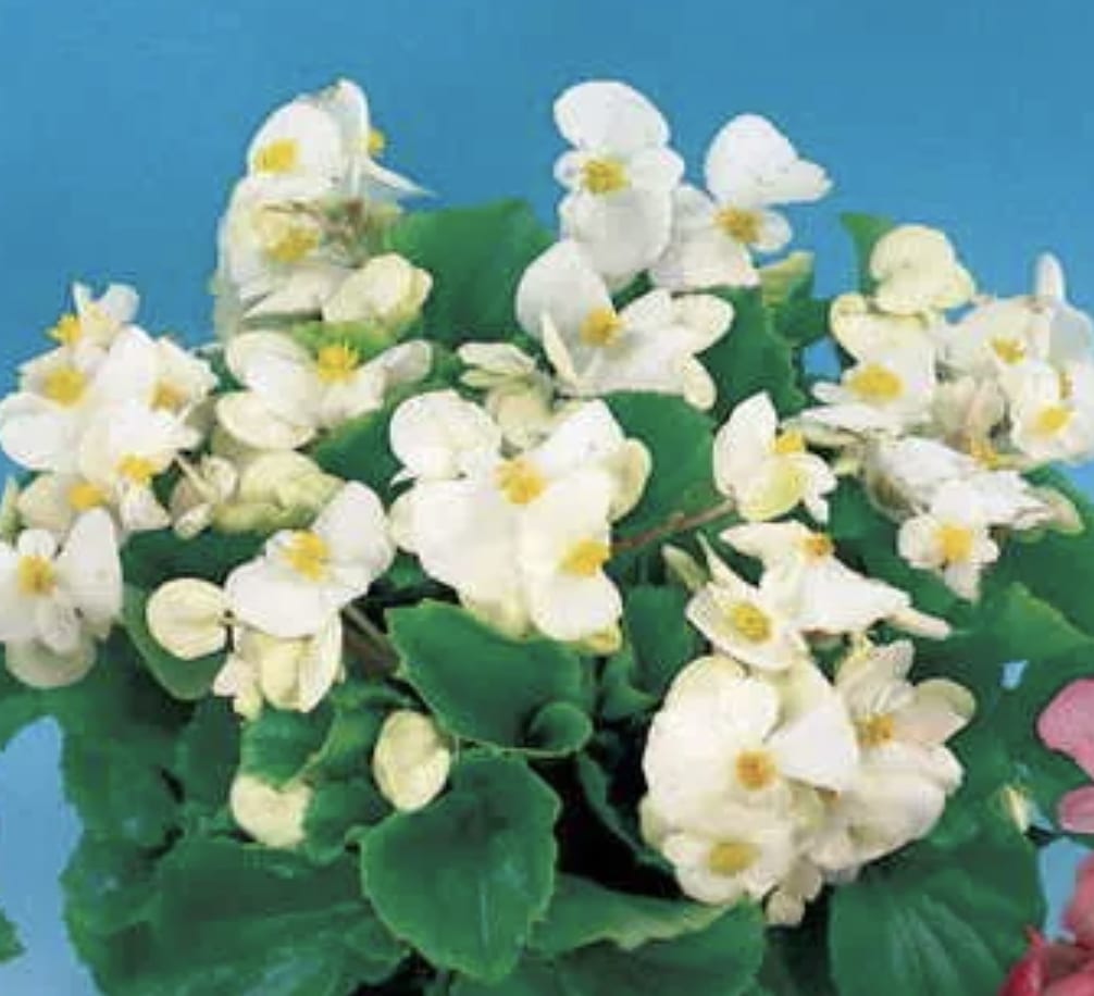 Grow peppers + begonias from seed | The Impatient Gardener