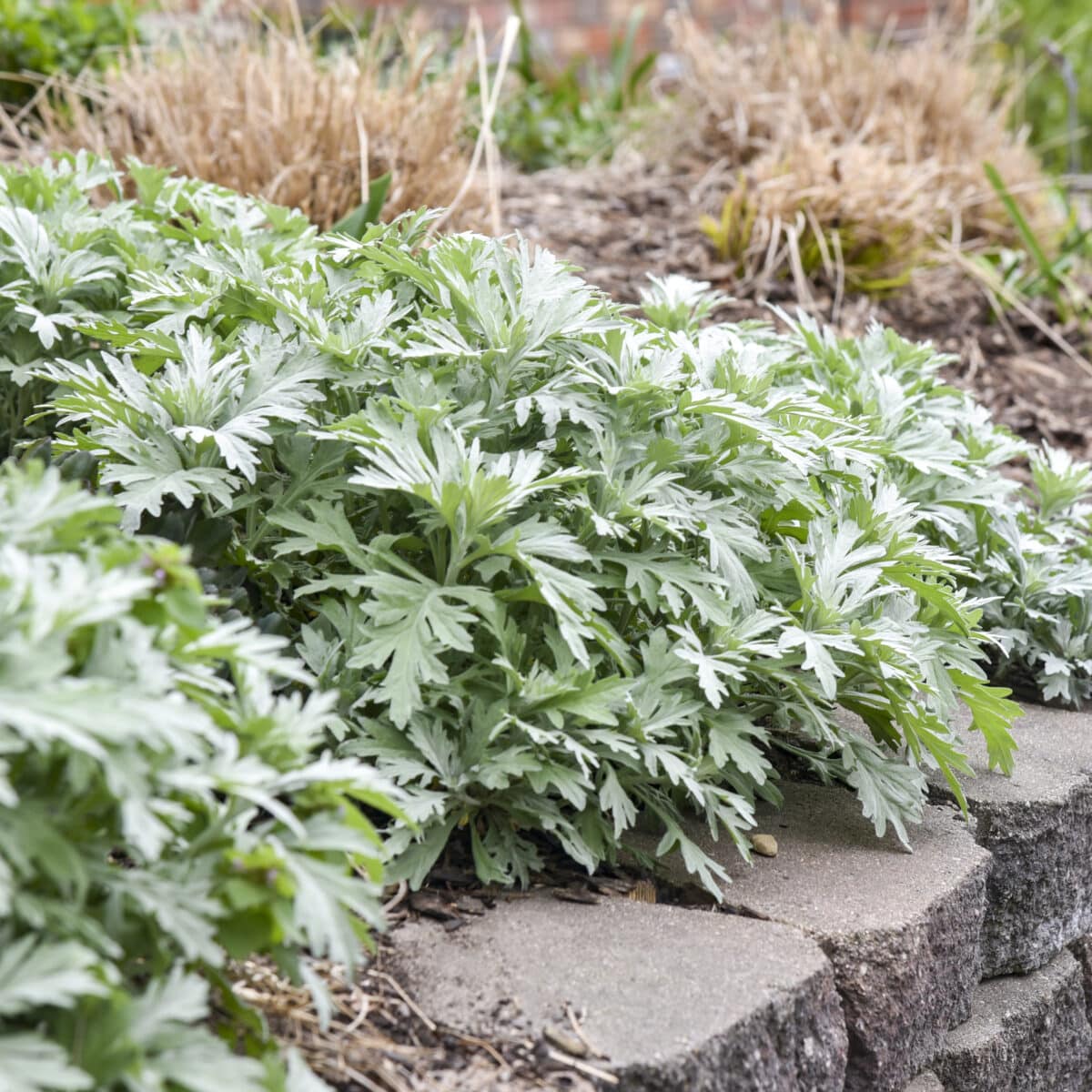 2024 garden color of the year: Super silver | The Impatient Gardener