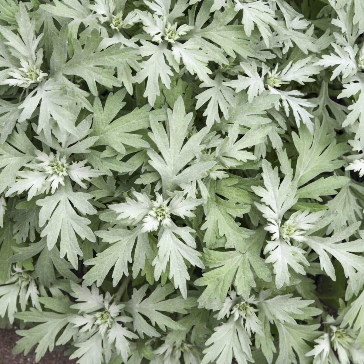 2024 garden color of the year: Super silver | The Impatient Gardener