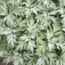 2024 garden color of the year: Super silver | The Impatient Gardener